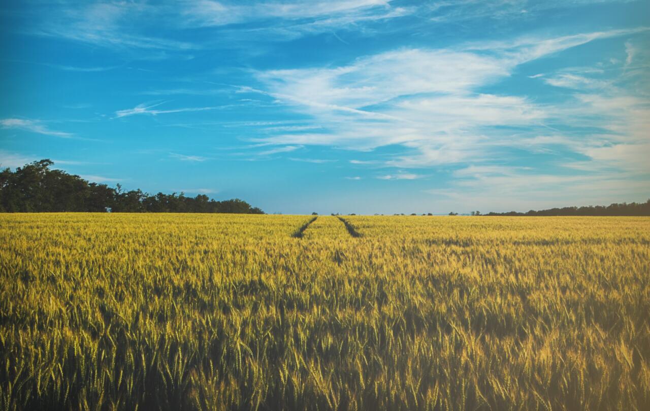 Is this the end for the soy moratorium? - Innovation Forum